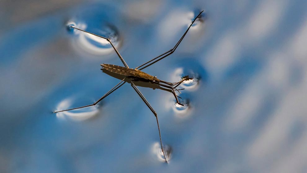 Tensión superficial e interfacial de los líquidos explicada ...